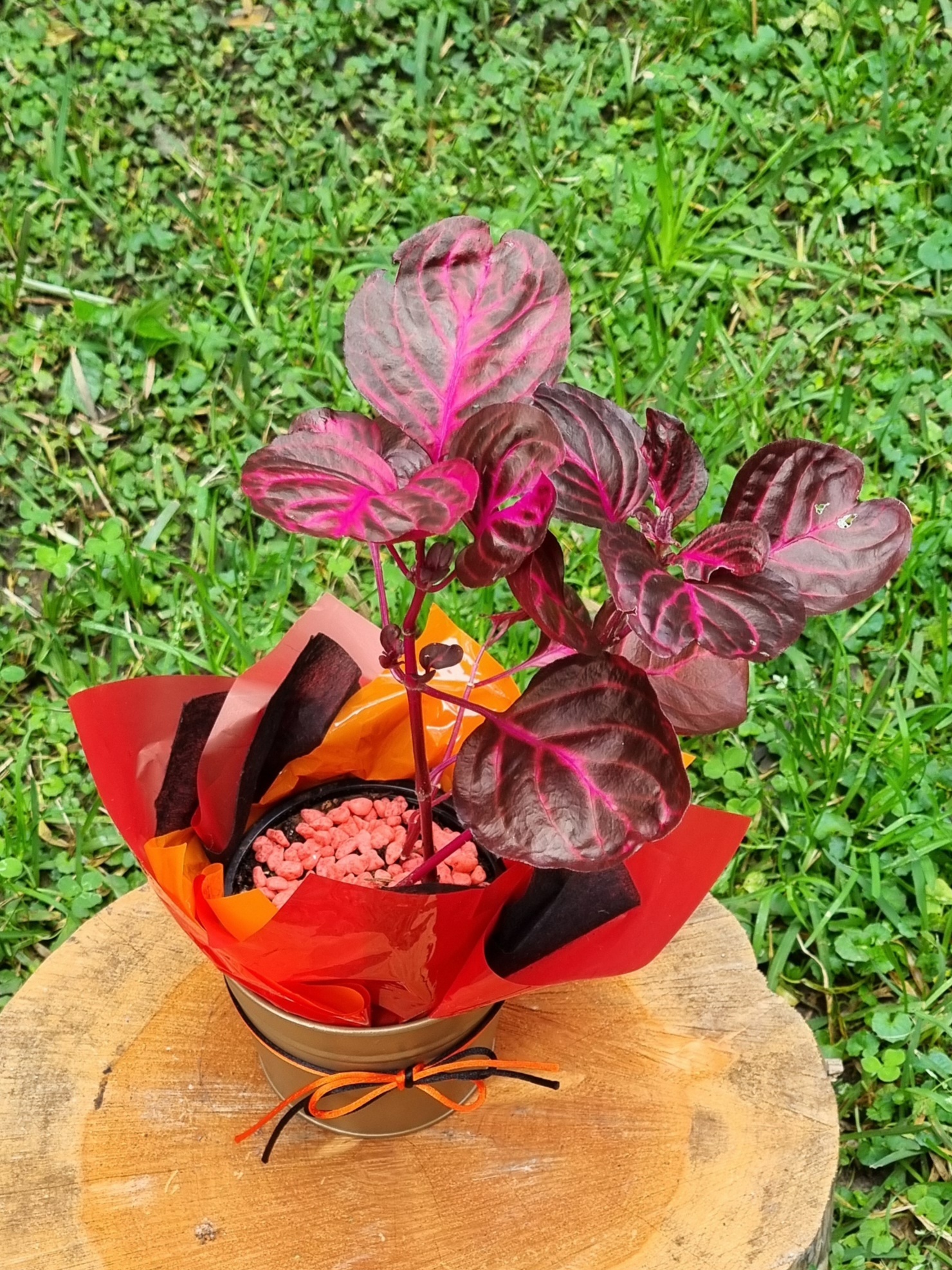 Blood Leaf Plant - Community Flower Studio