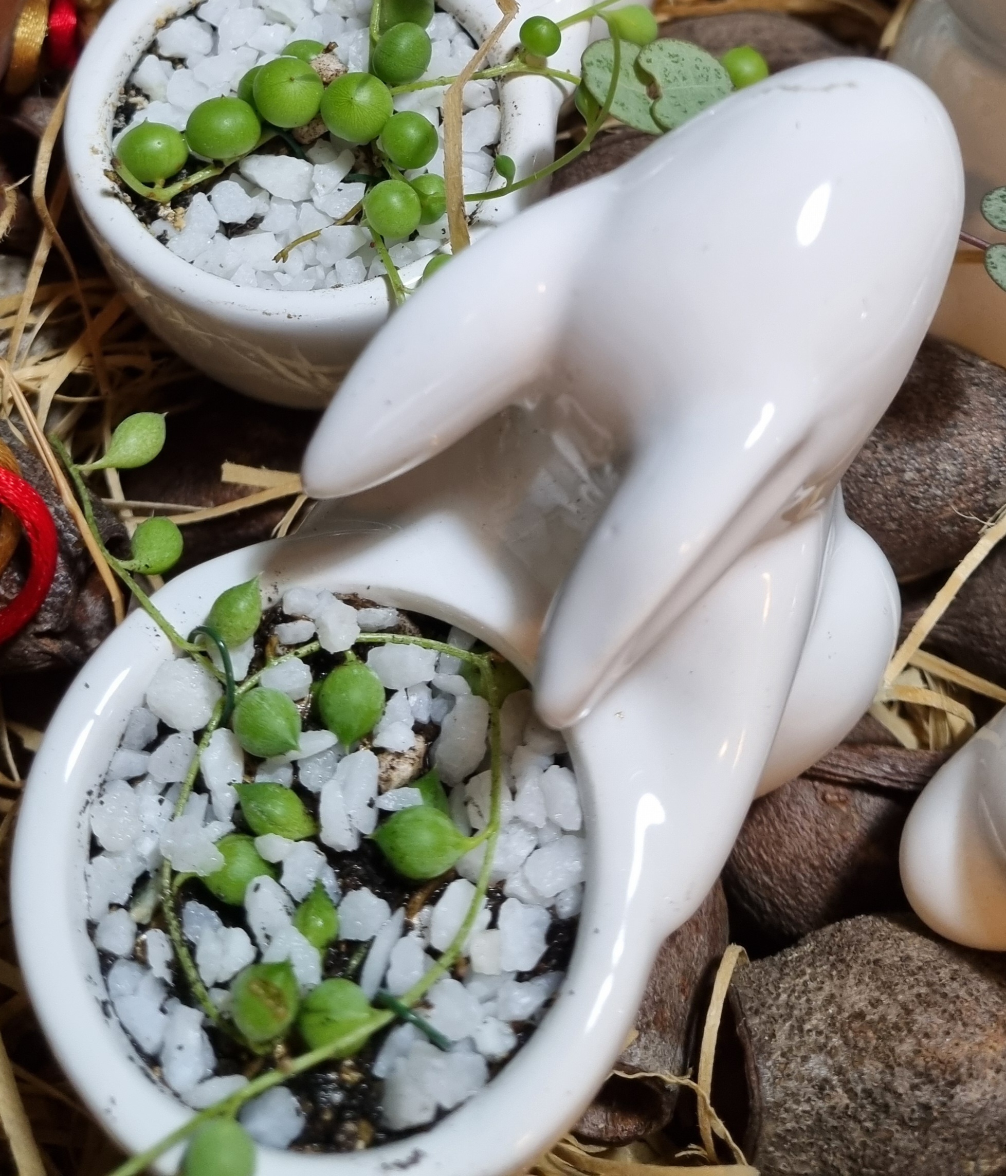Mini-Pot: String of Pearls - Community Flower Studio